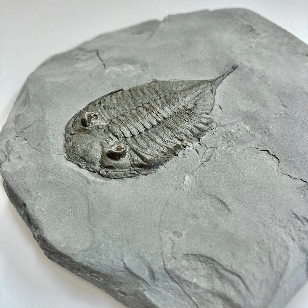 Dalmanites limulurus Trilobite – Past & Present Science and Nature Store