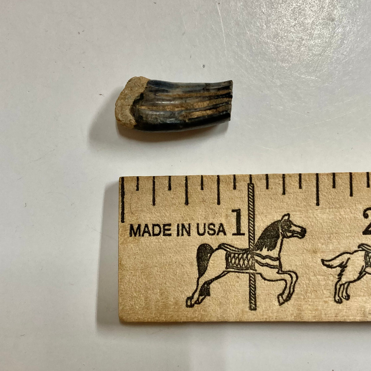 Beaver Molar – Past & Present Science and Nature Store