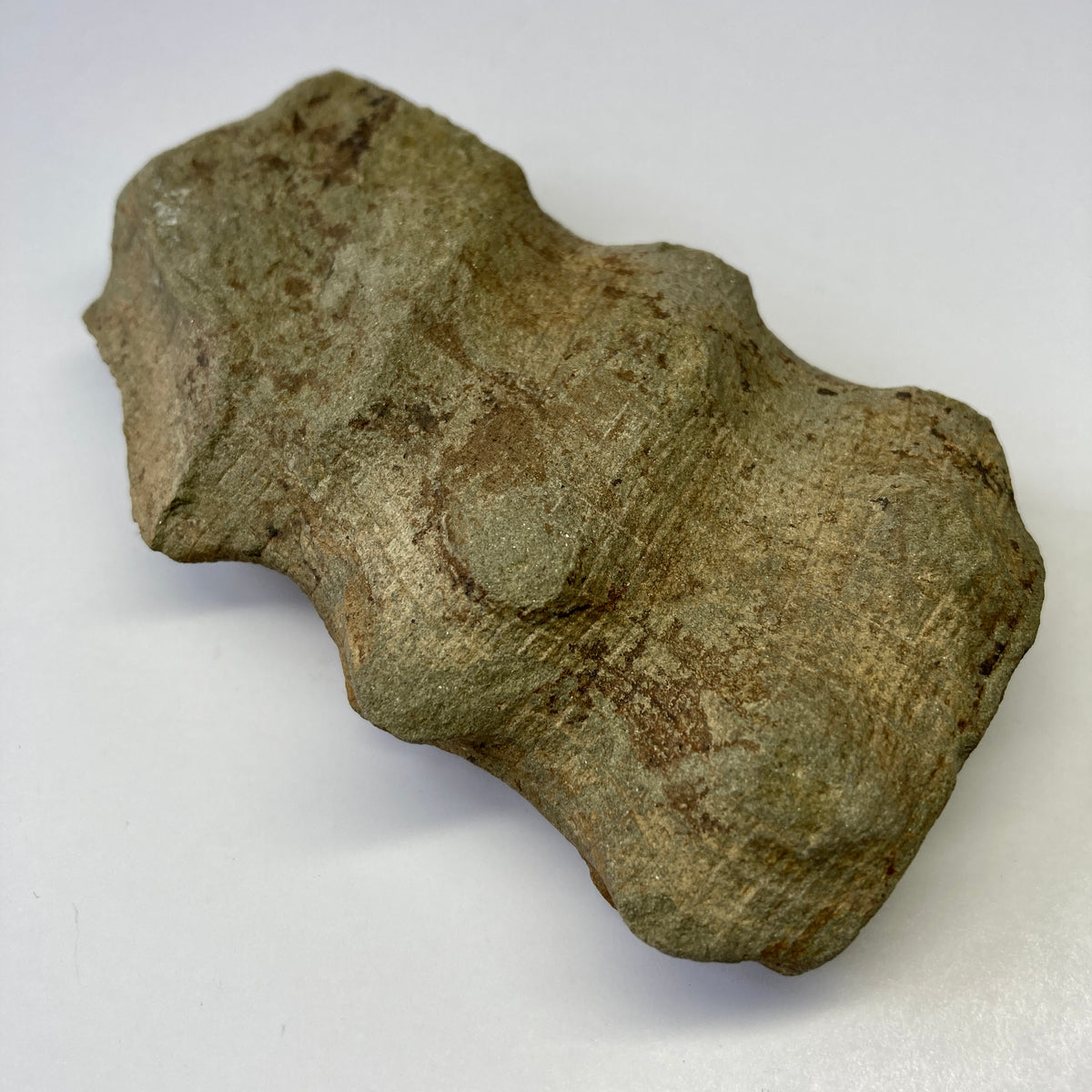 Rare Glass Sponge - Hydnoceras – Past & Present Science and Nature Store