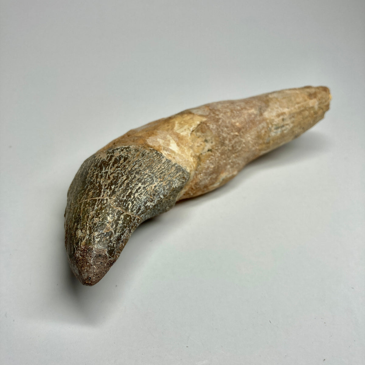 Zygorhiza kochii Whale Tooth - Incisor – Past & Present Science and ...
